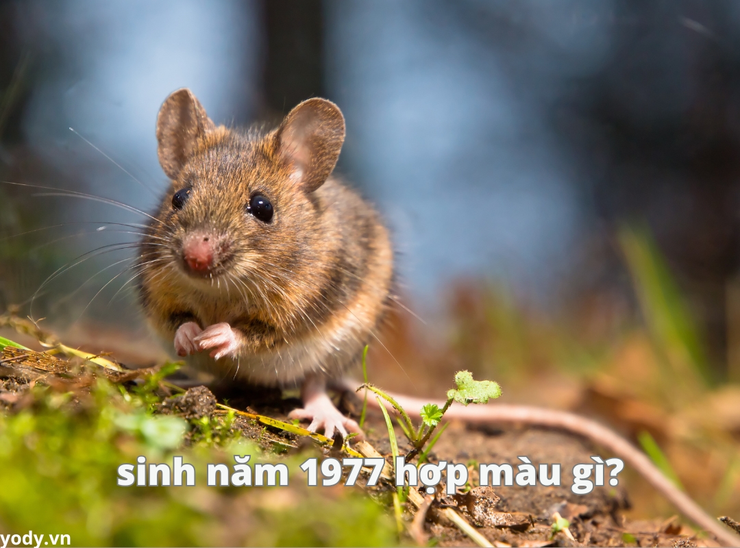 Sinh năm 1977 hợp màu gì? Mang mệnh gì? Hợp hướng nào? | Yody